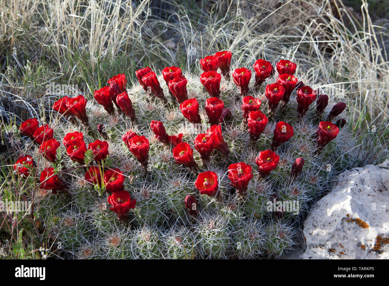Claret cup cactus, Echinocereus triglochidiatus Photographed in Arizona ...