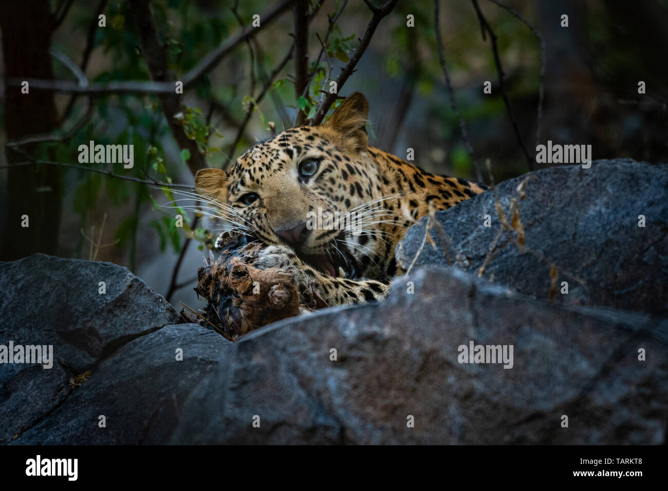 An angry and aggressive leopard or panthera pardus head shot with ...