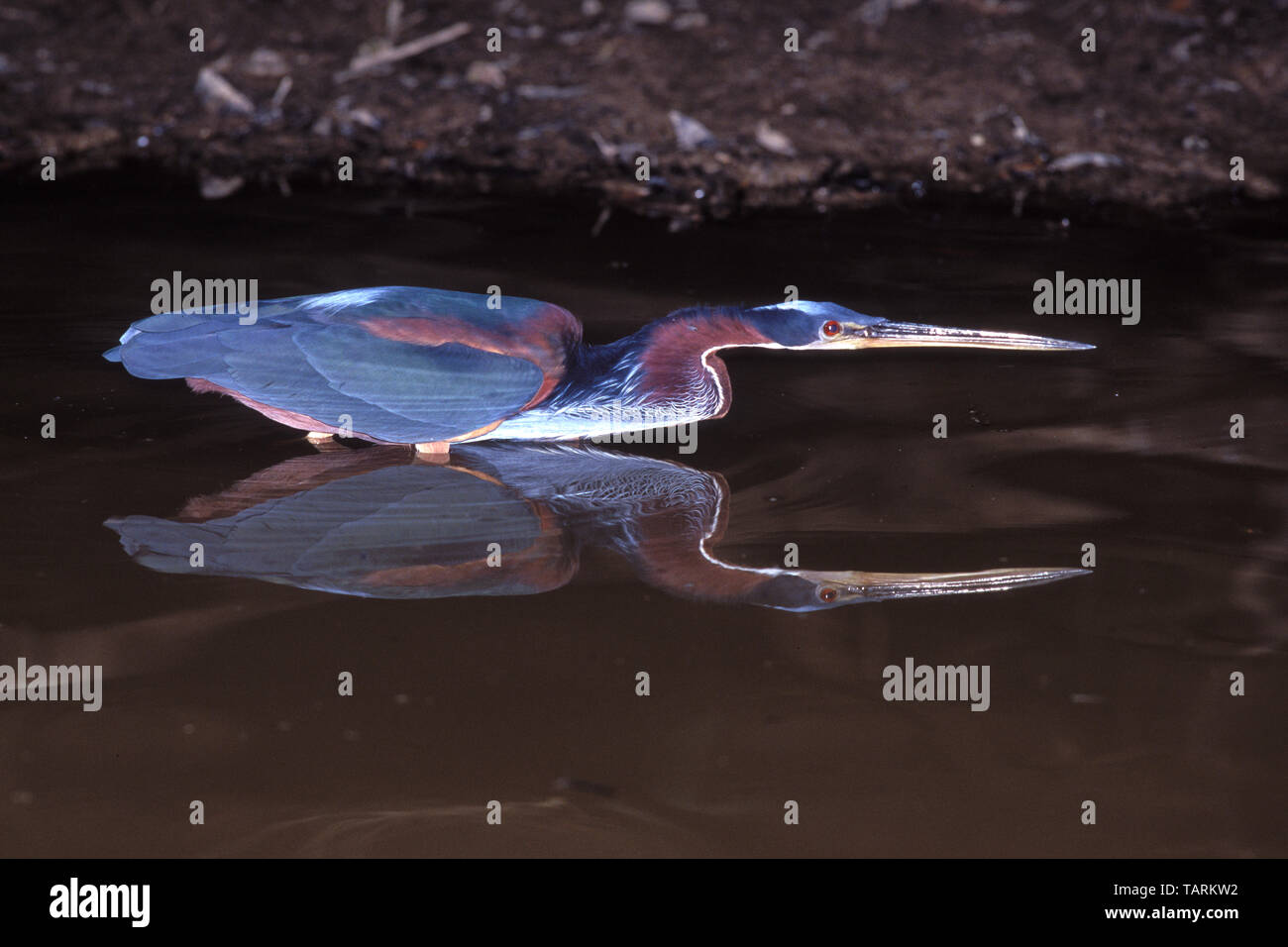 Agami agami hi-res stock photography and images - Alamy