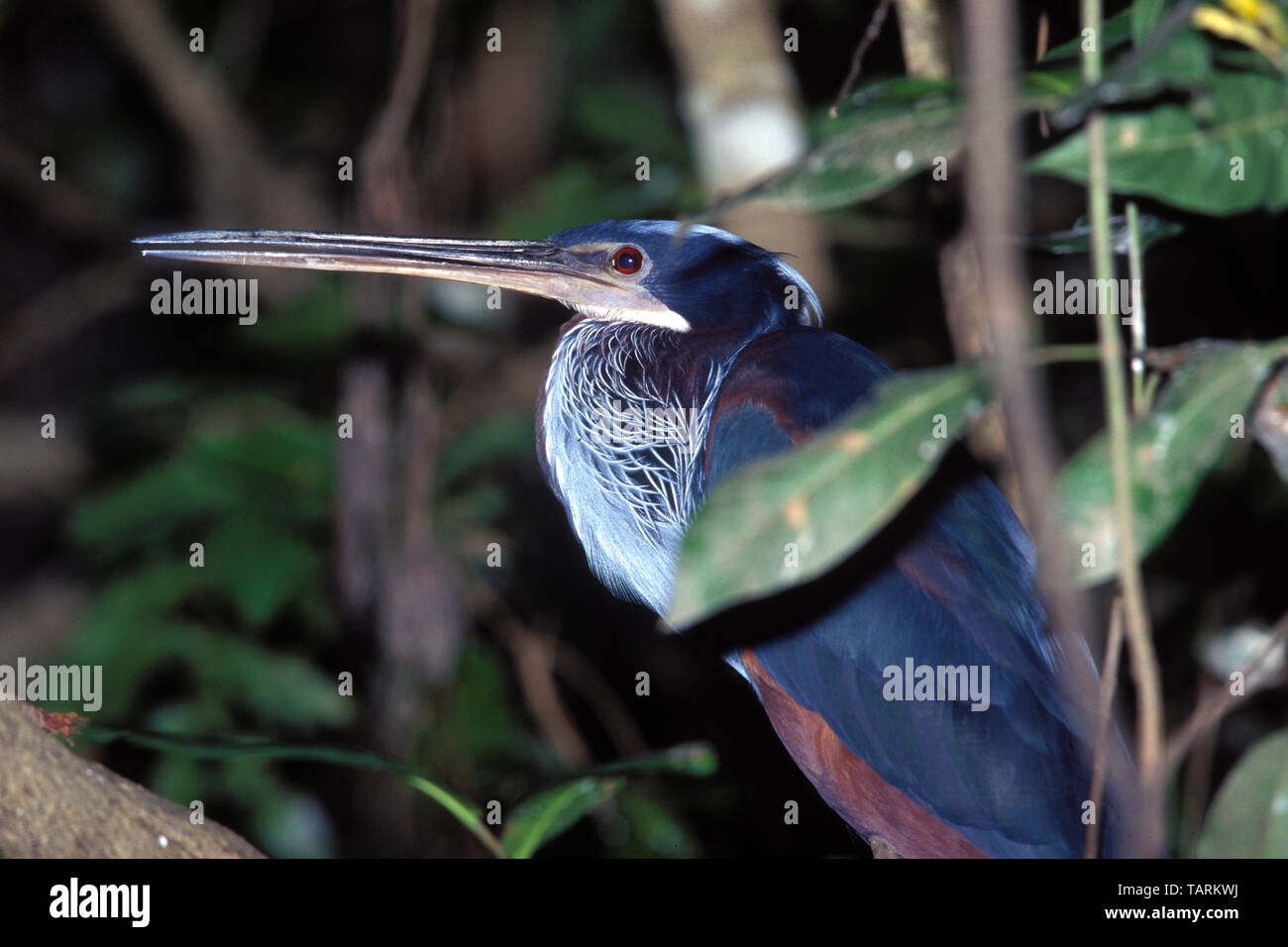 Agami heron hi-res stock photography and images - Alamy