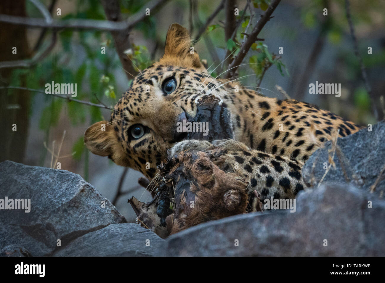 An angry and aggressive leopard or panthera pardus head shot with ...