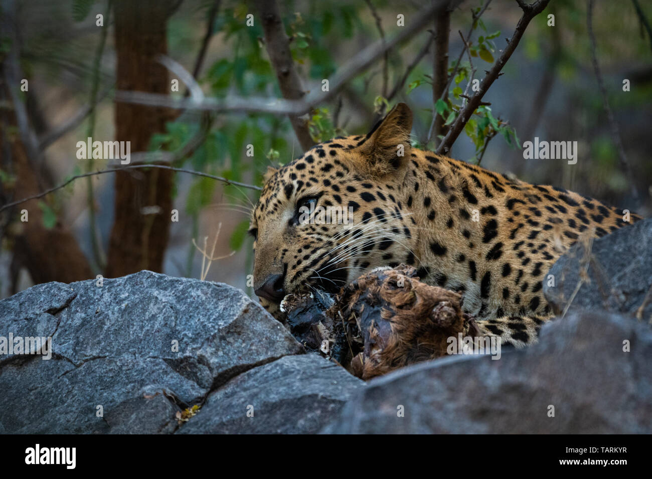 An angry and aggressive leopard or panthera pardus head shot with ...
