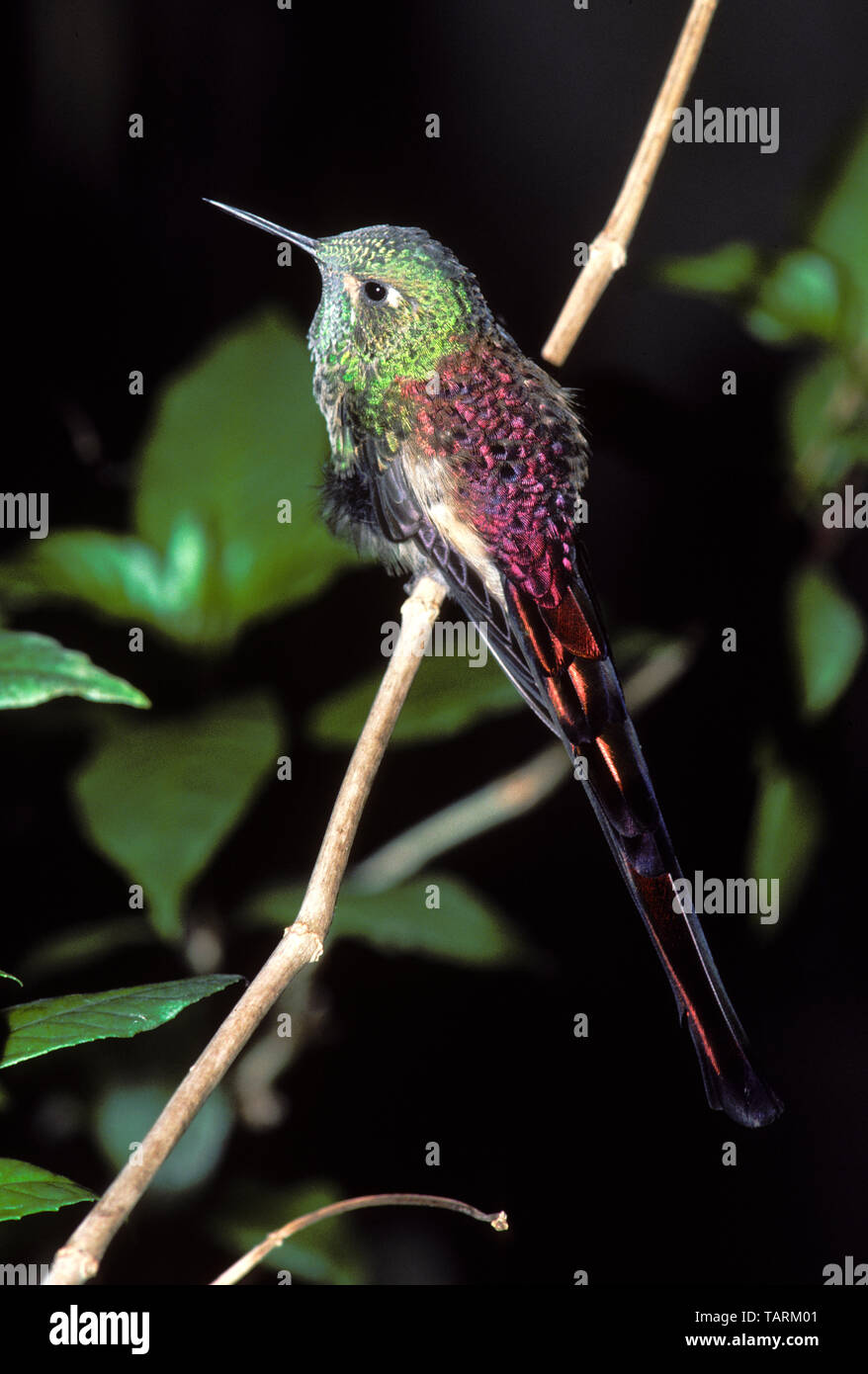 Red-Tailed Comet Hummingbird (= Sappho Comet) Sappho sparganura Range ...