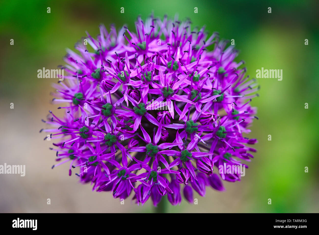 blue allium giganteum flower in close-up Stock Photo - Alamy