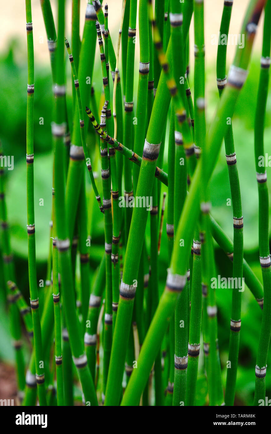 Horsetail grass hi-res stock photography and images - Alamy