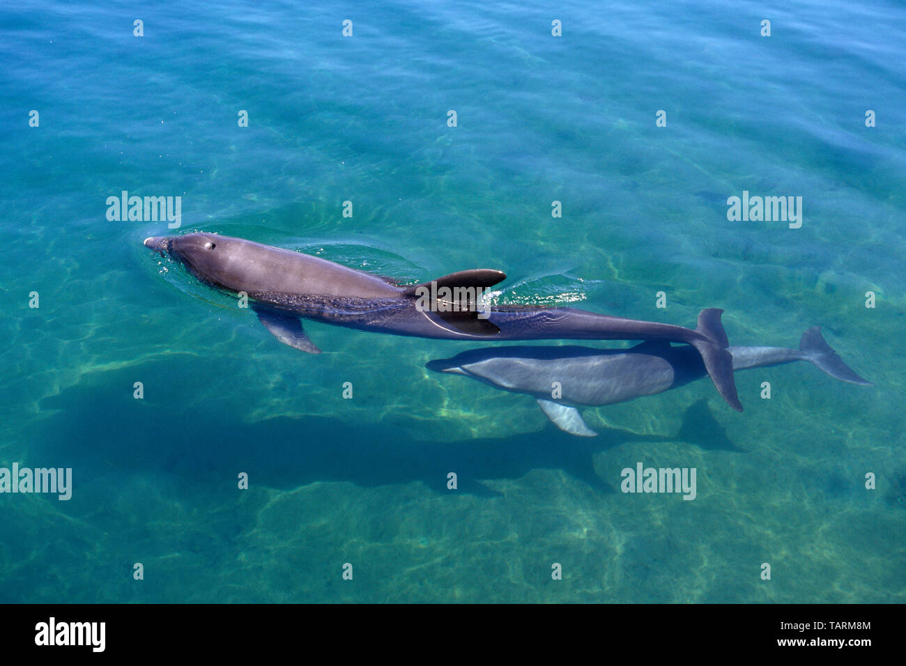 Bottlenose dolphin: calf swimming under its mother in shallow water ...