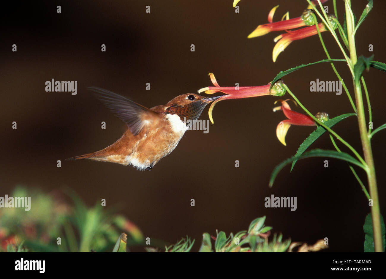 Flying hummingbird hi-res stock photography and images - Alamy