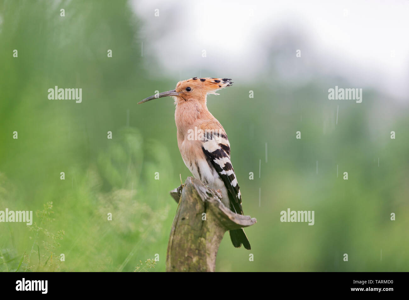 beautiful bird sitting on a stump in the rain Stock Photo - Alamy