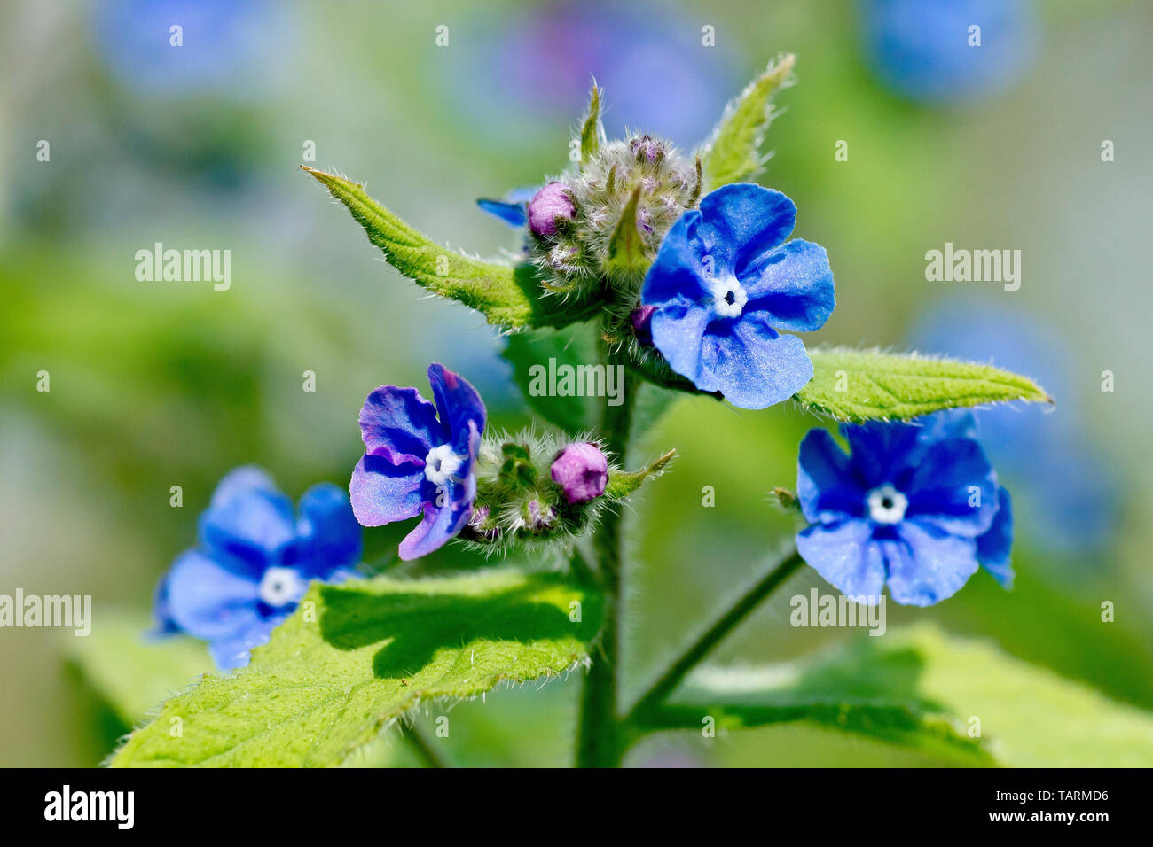 Pentaglottis sempervirens blue hi-res stock photography and images - Alamy