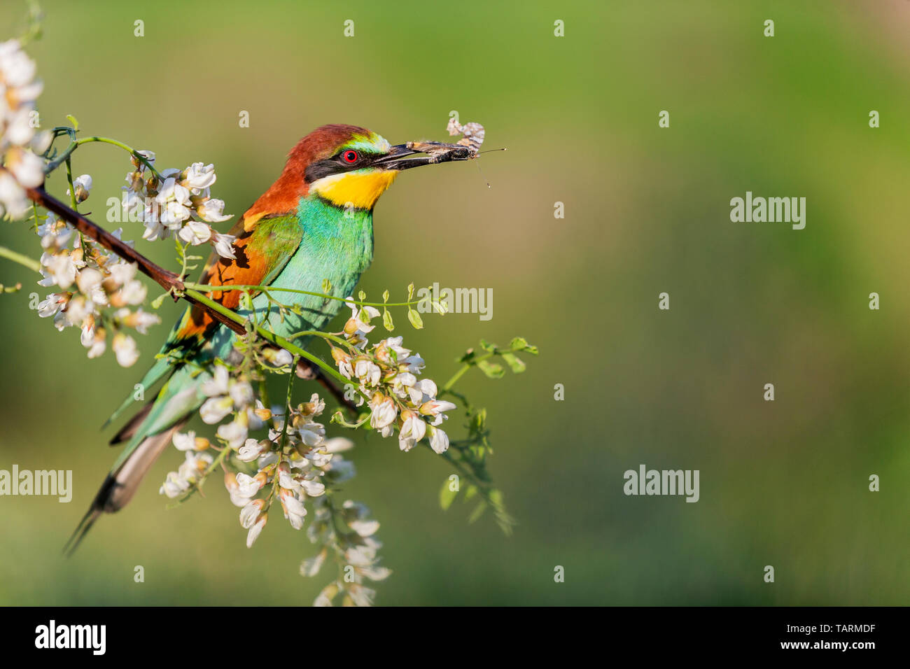 beautiful wild bird sits on a branch of an acacia with a butterfly in ...