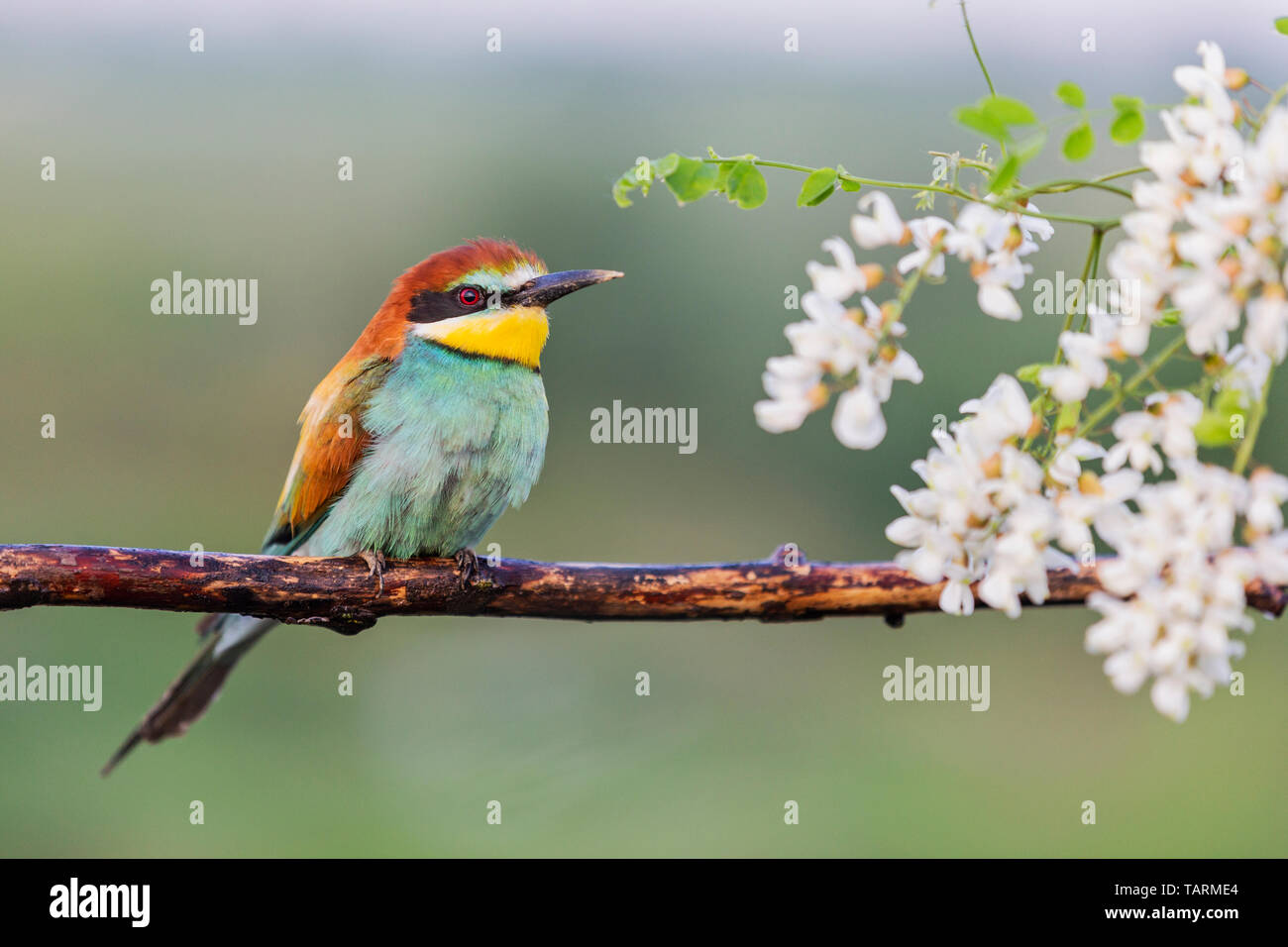 colorful bird and white flowers of acacia Stock Photo - Alamy