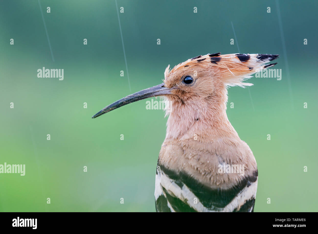 Tereus High Resolution Stock Photography and Images - Alamy