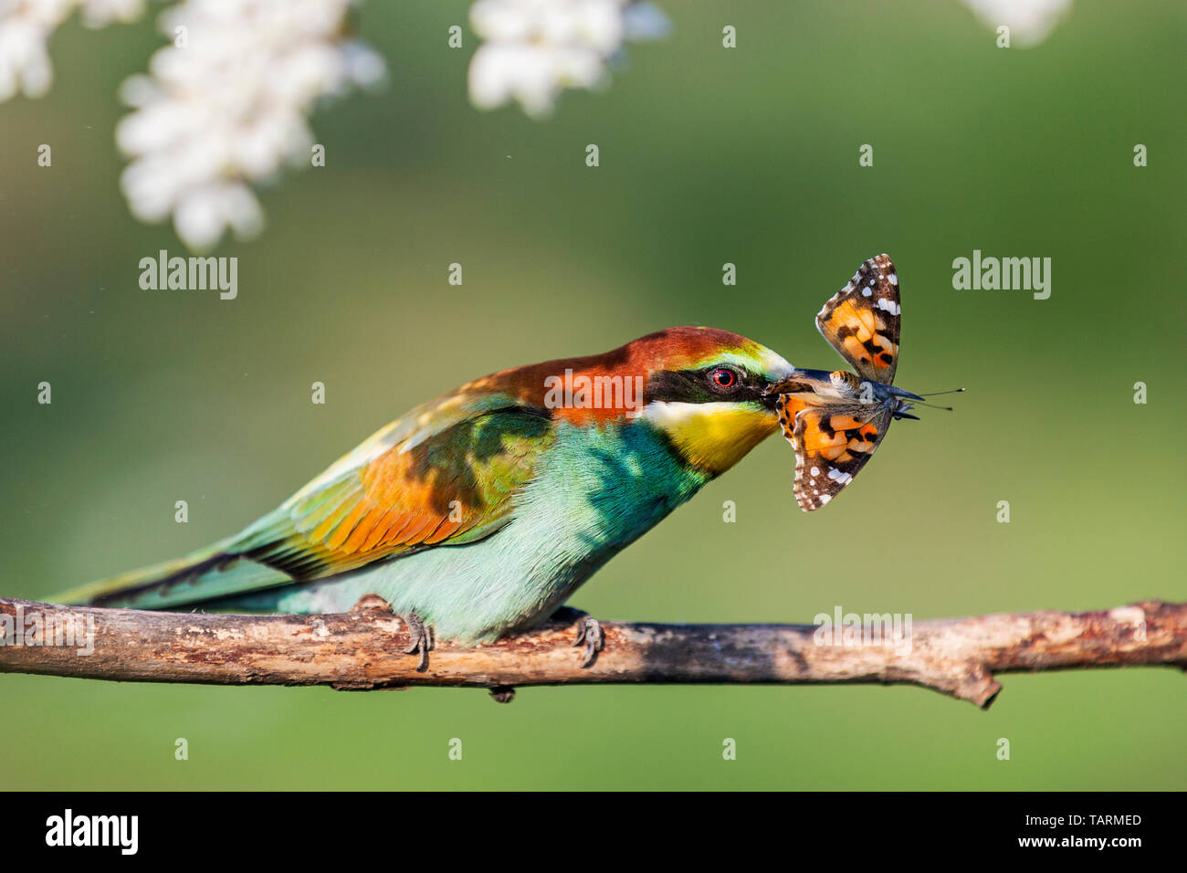 Bird wing butterfly hi-res stock photography and images - Alamy
