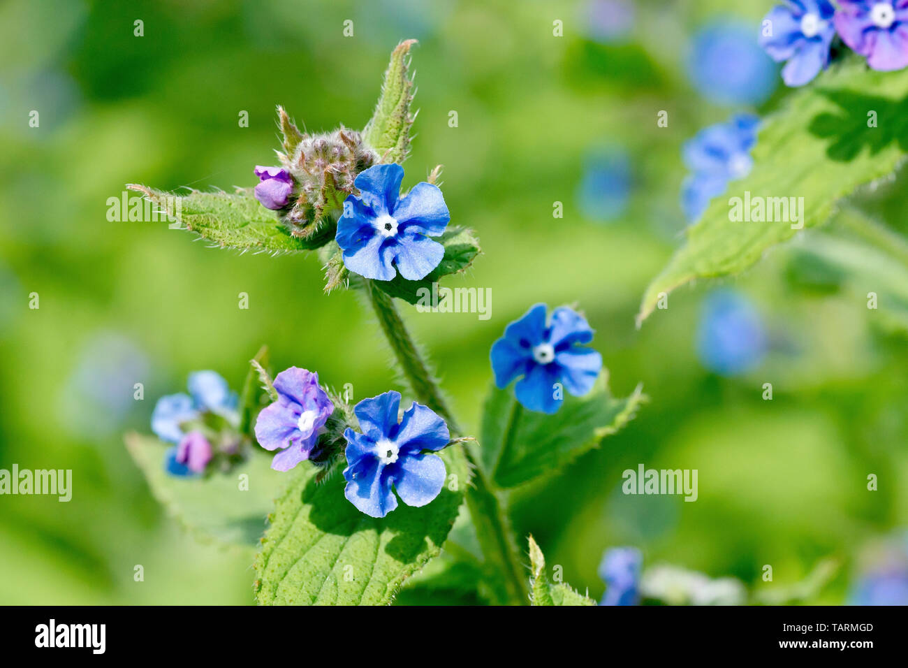 Green Alkanet (pentaglottis sempervirens), also know as Evergreen ...