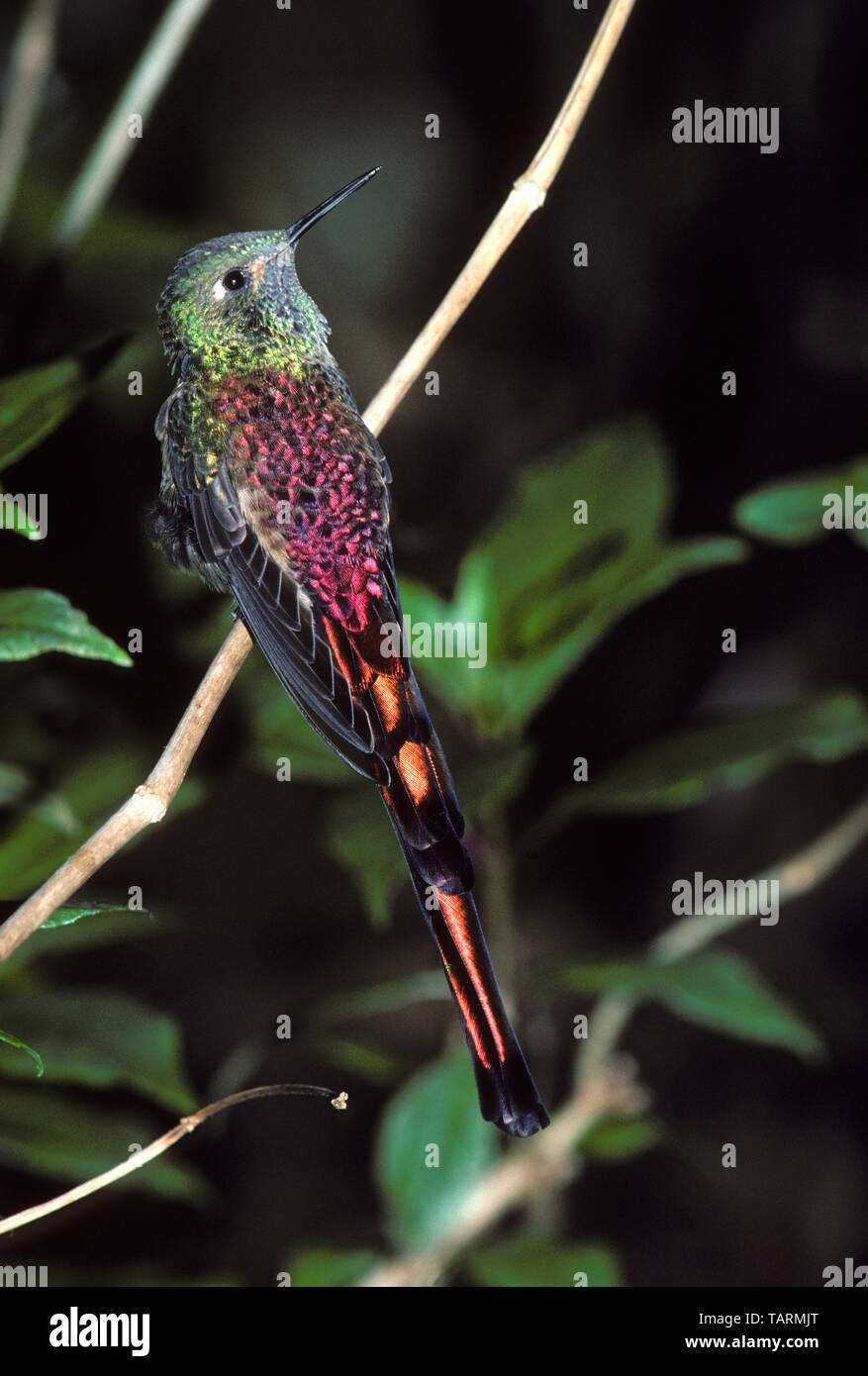 Red tailed comet hi-res stock photography and images - Alamy