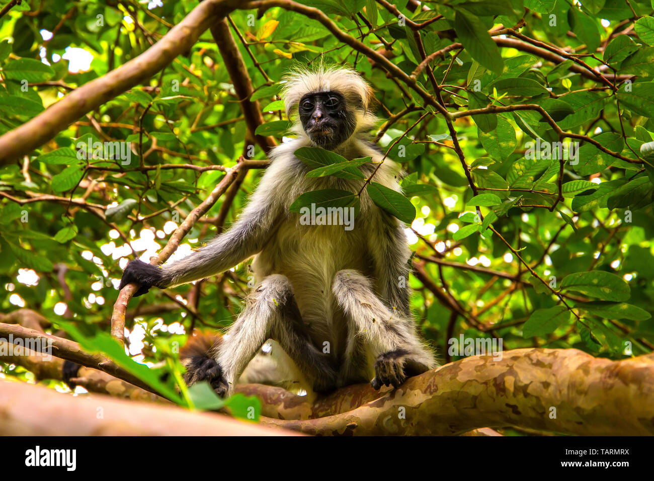 African Monkeys In Tree
