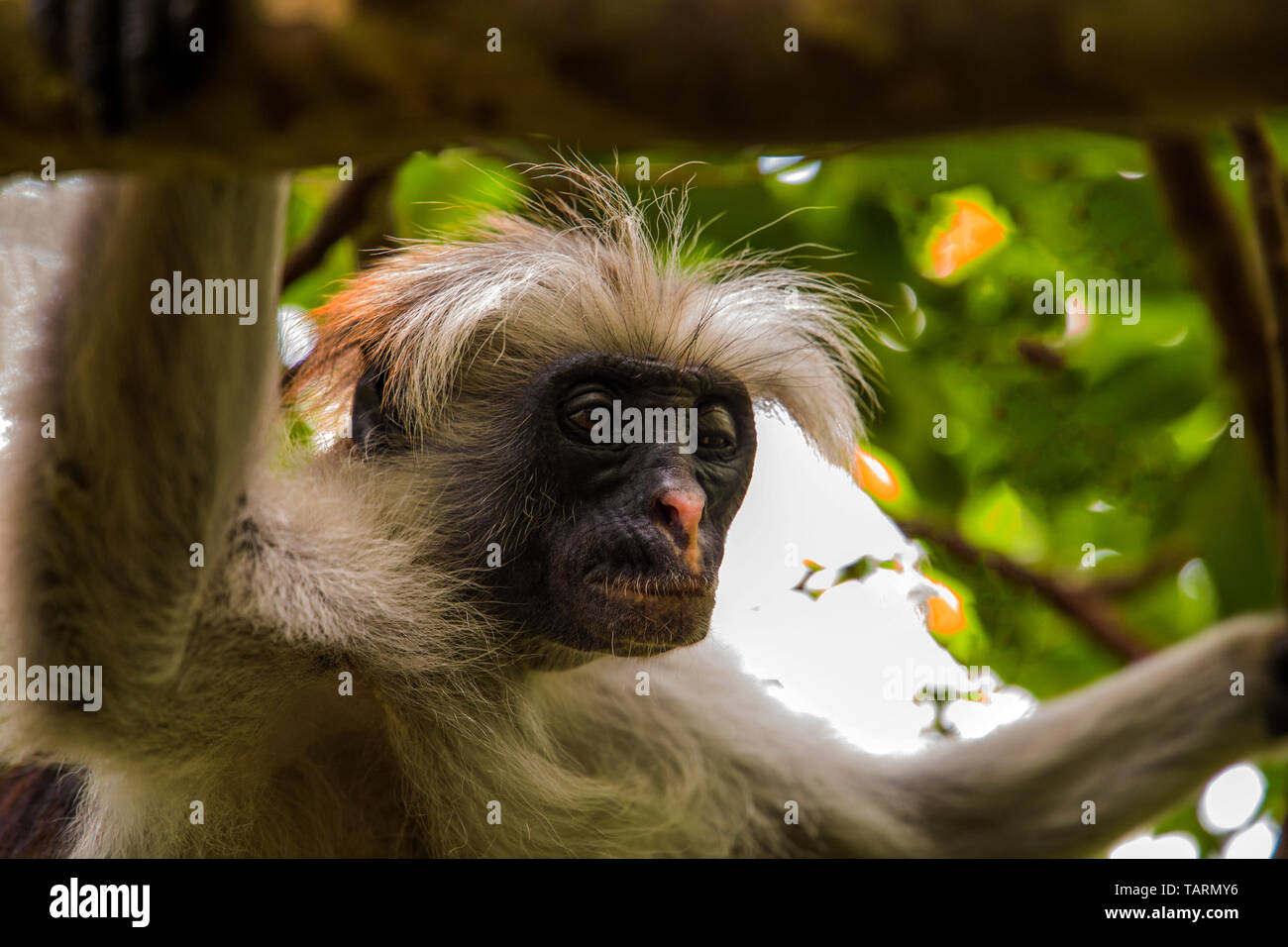Wild monkey sits on a tree in wild nature of African jungle in Zanzibar ...