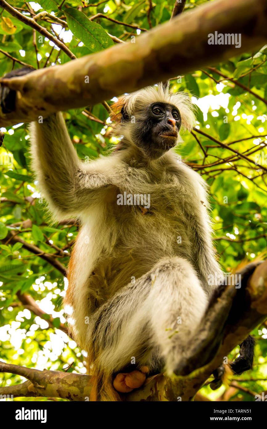 Wild monkey sits on a tree in wild nature of African jungle in Zanzibar ...