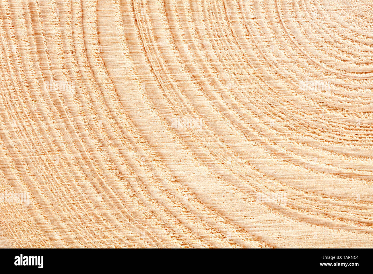 Large circular piece of wood cross section with tree ring texture ...