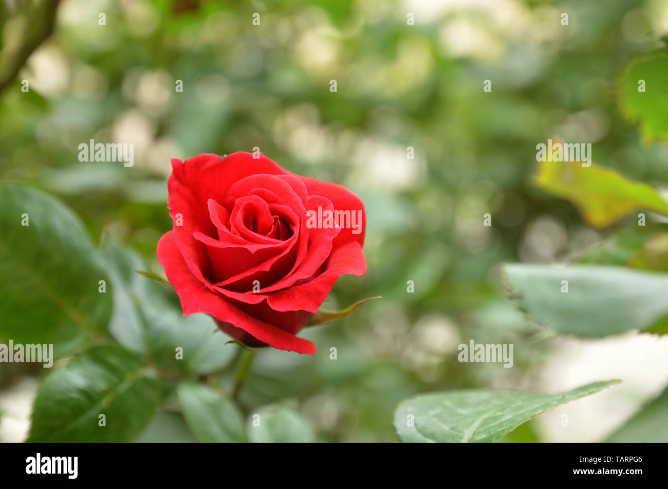 Lively pink rose macro hi-res stock photography and images - Alamy