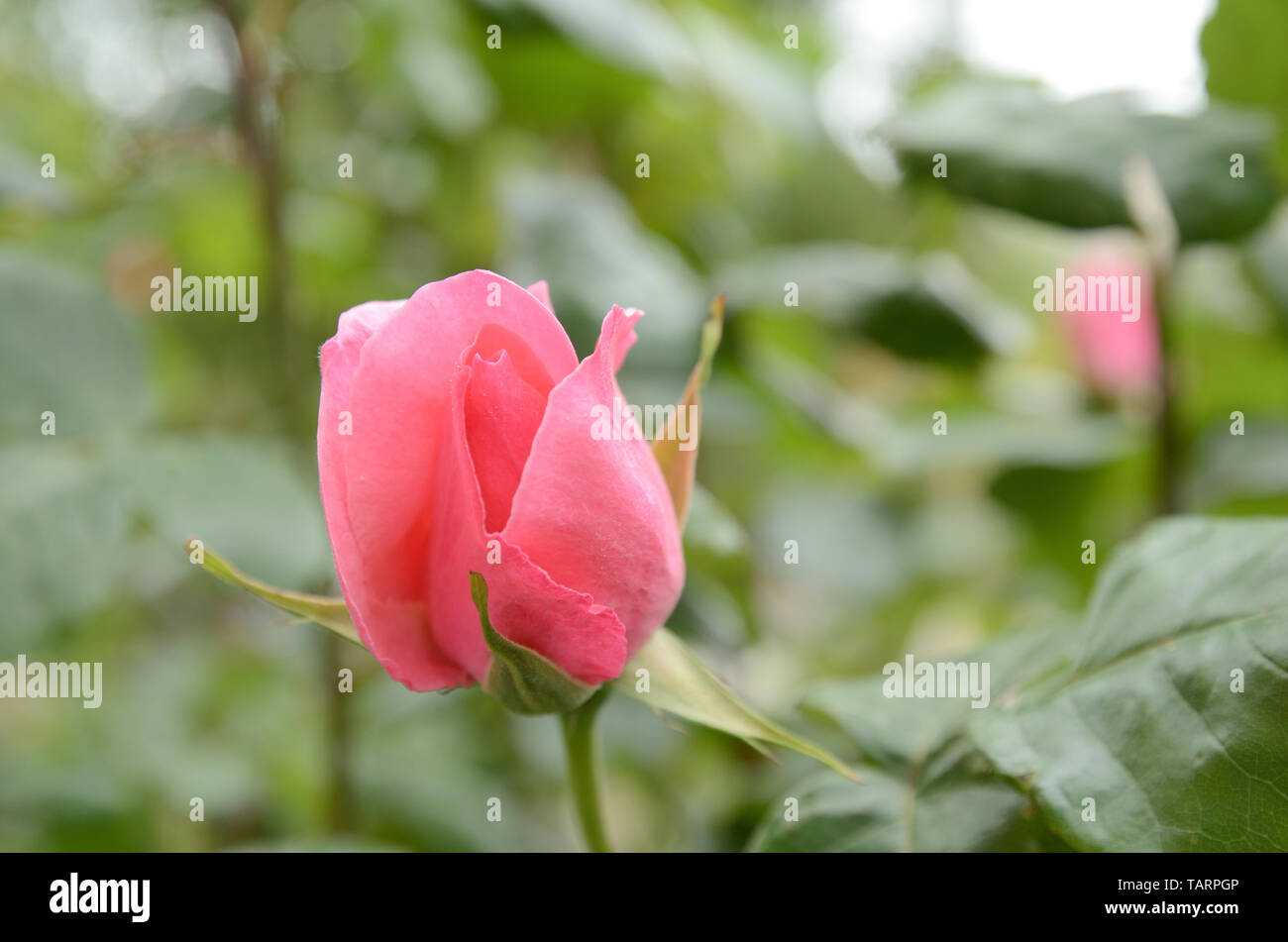 Lively pink rose hi-res stock photography and images - Alamy