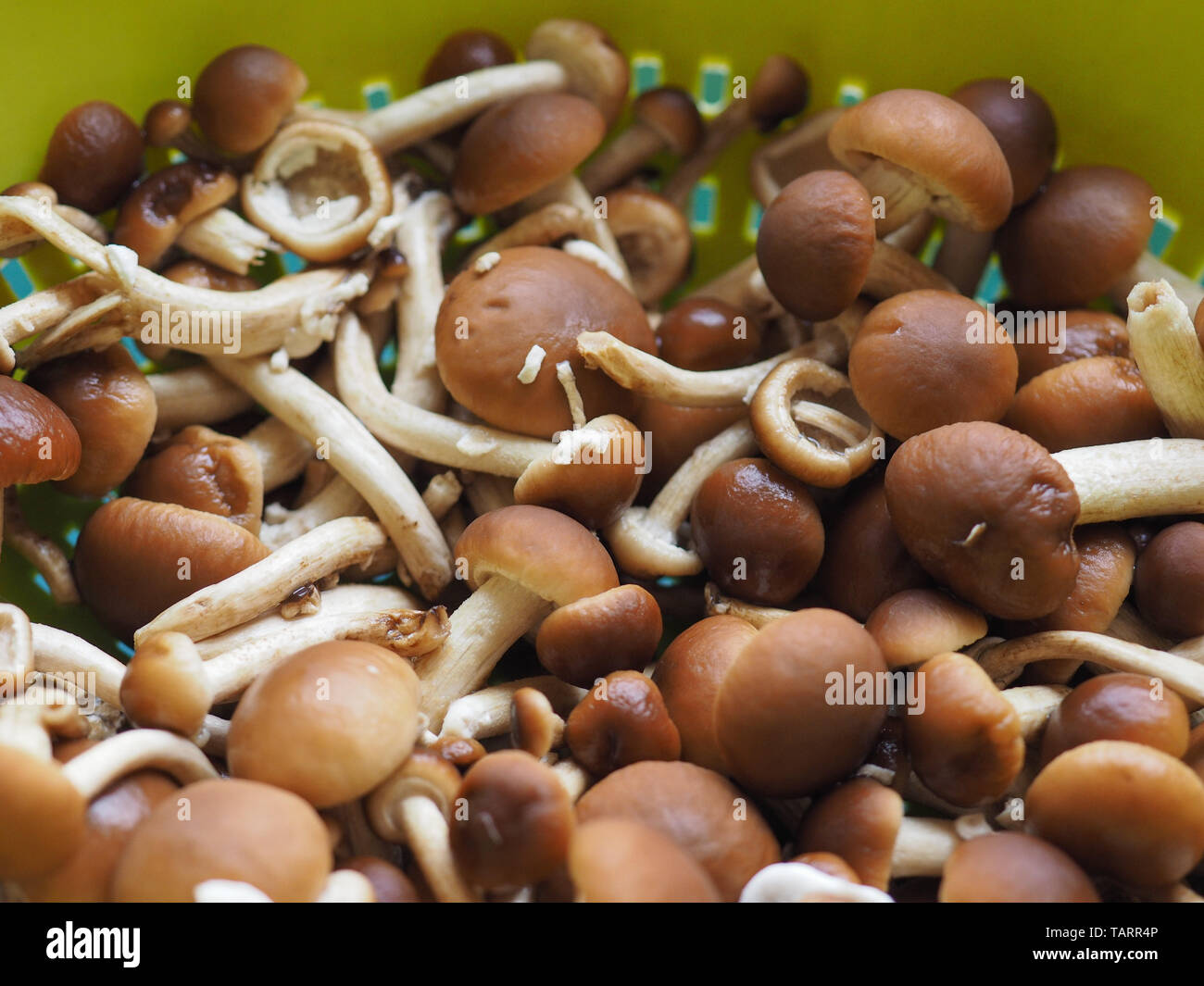 cyclocybe aegerita (aka poplar mushroom, chestnut mushroom or velvet ...