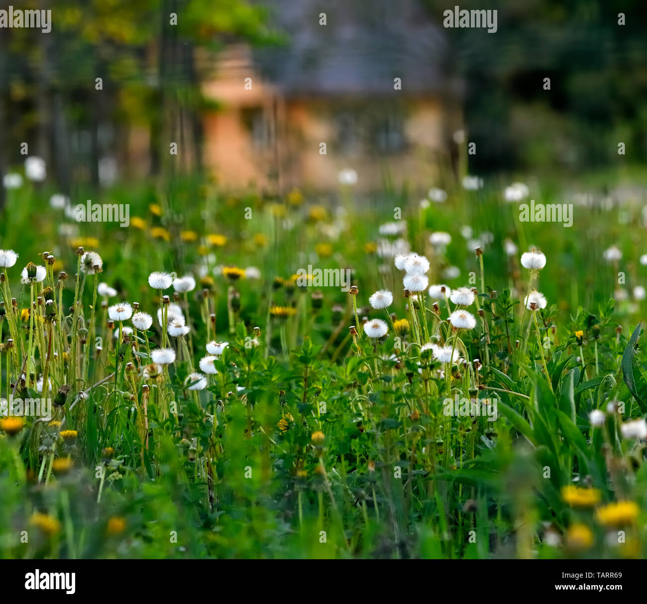 Dandelions on field sunset hi-res stock photography and images - Alamy
