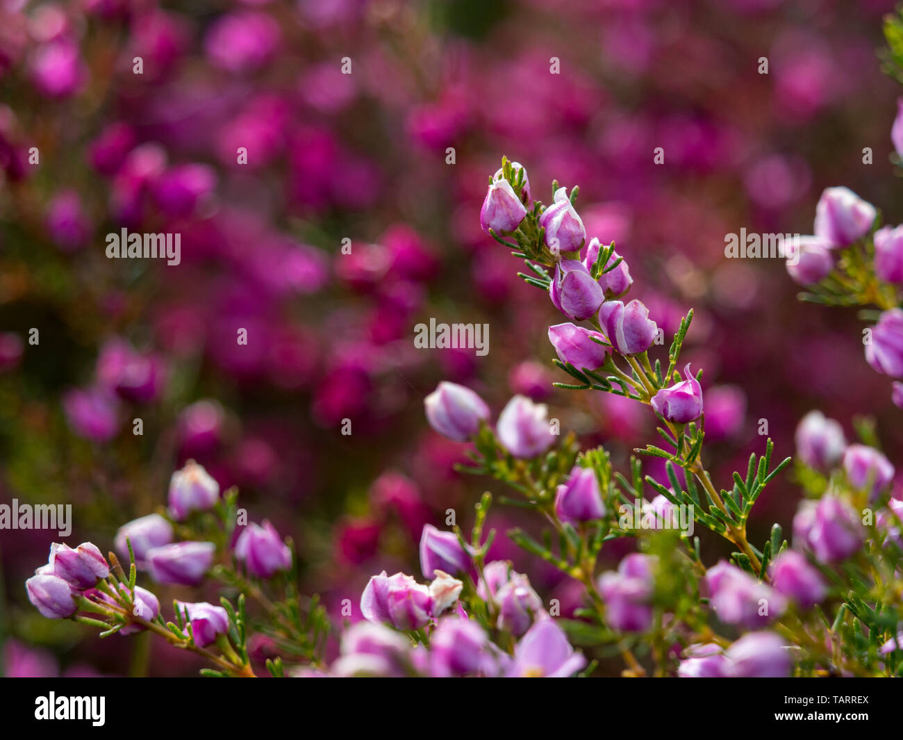 Australian outback wild little Purple bush flowers with blurred ...
