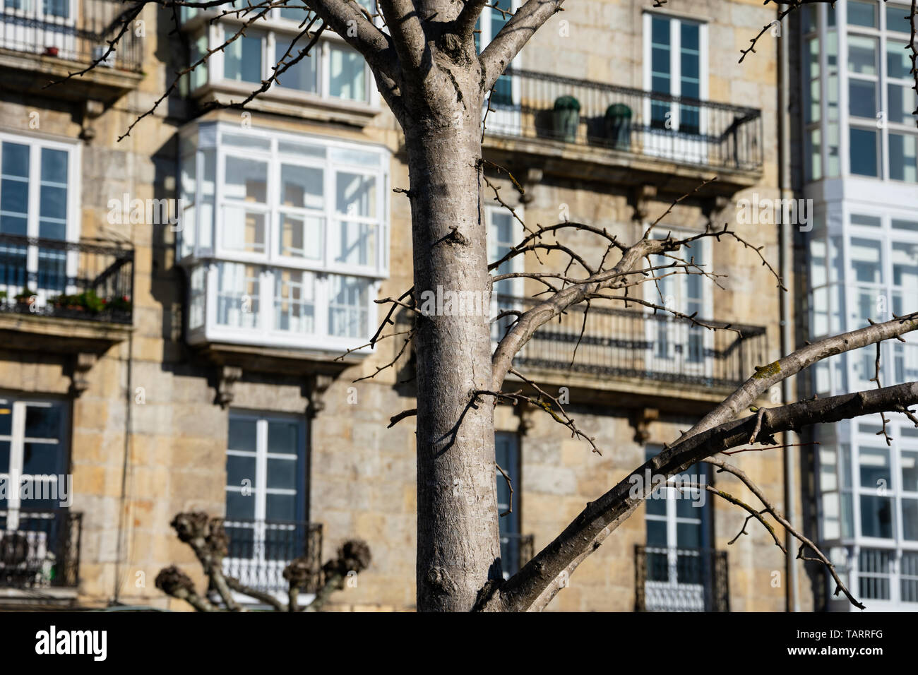 Tree branches with old building facades in the background. Santander ...