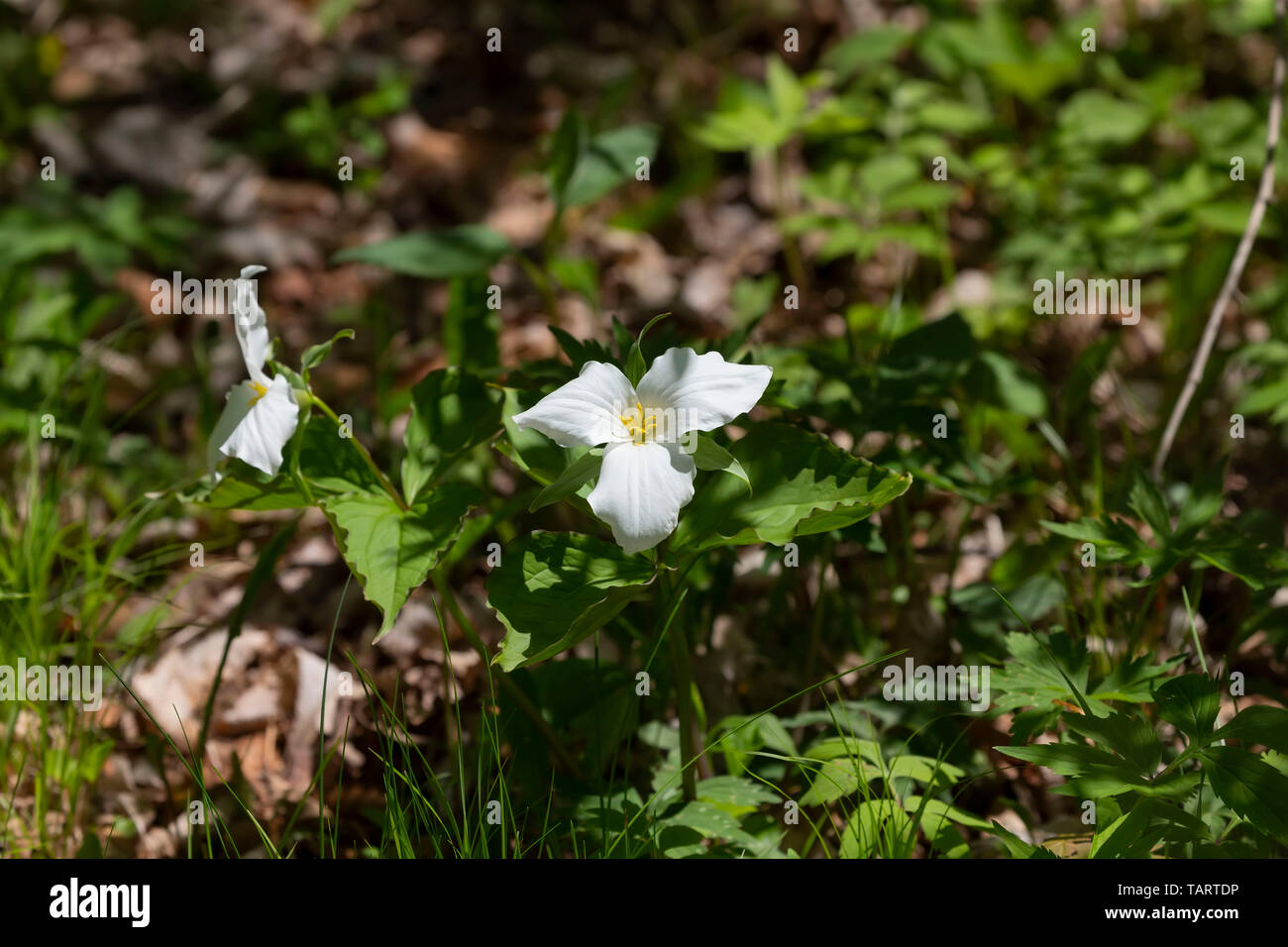 American wake robin trillium hi-res stock photography and images - Alamy