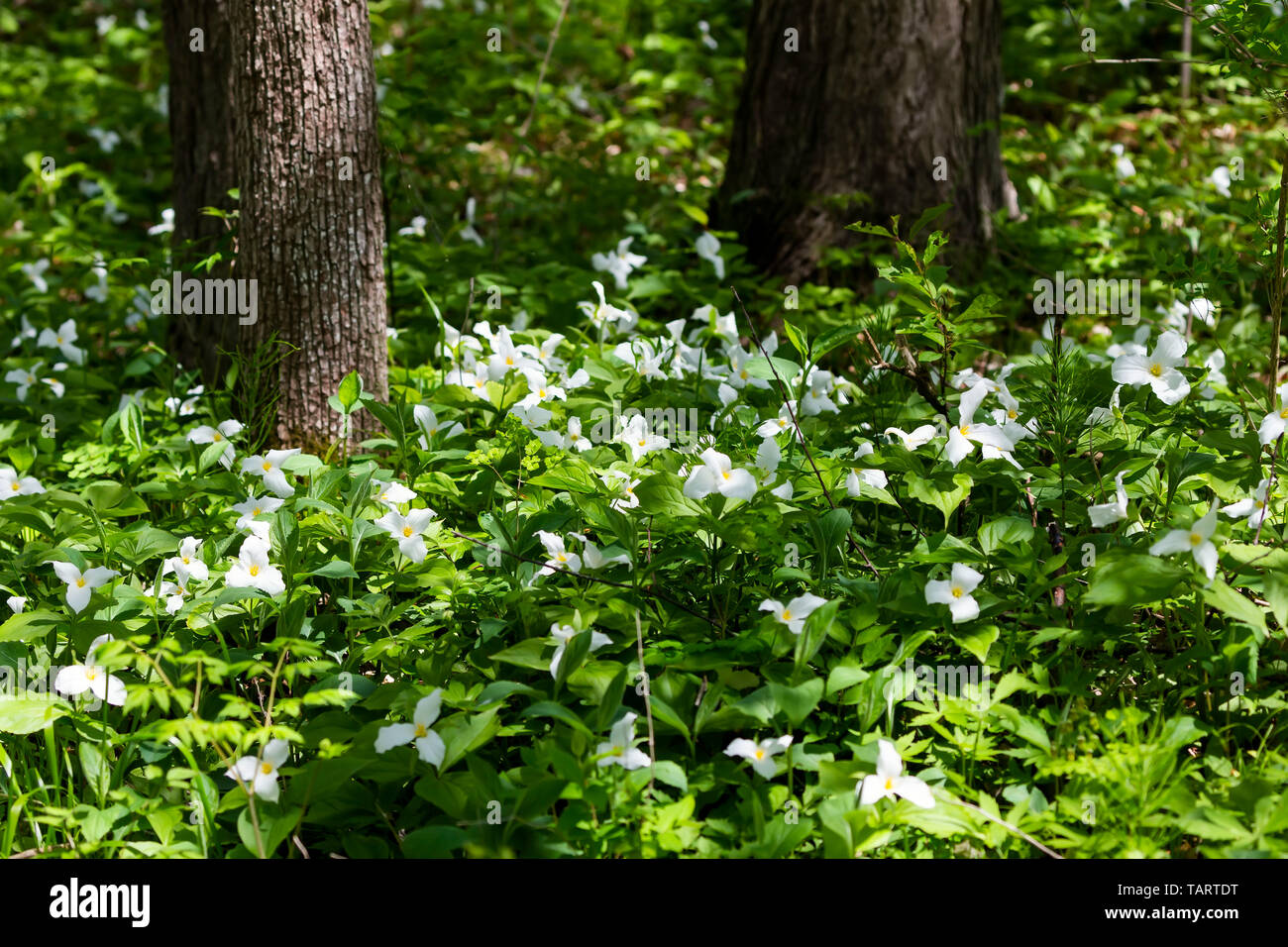 American wake robin trillium hi-res stock photography and images - Alamy