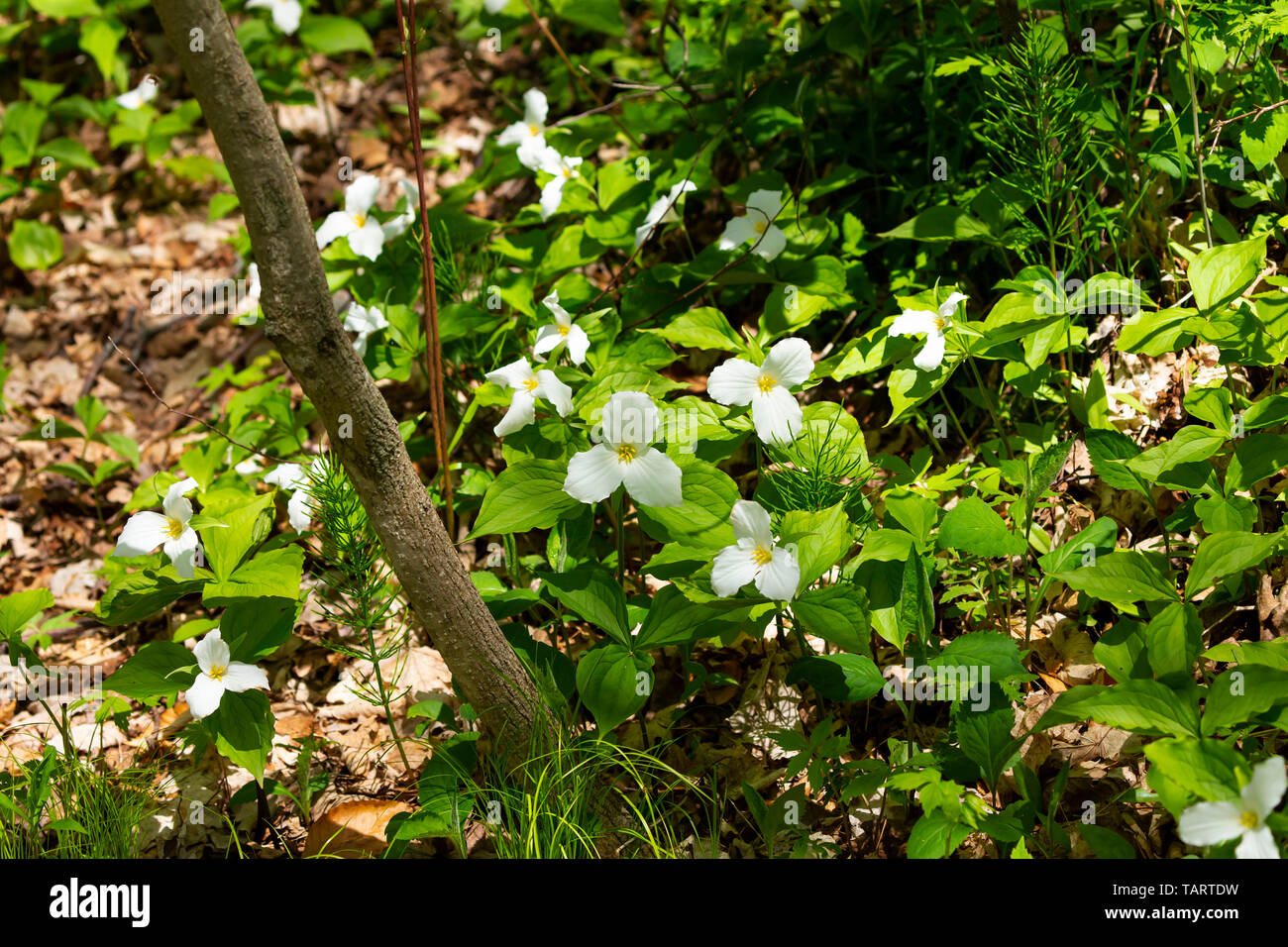 American wake robin trillium hi-res stock photography and images - Alamy