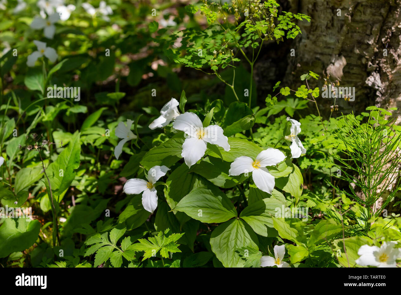 Trillium ontario symbol hi-res stock photography and images - Alamy