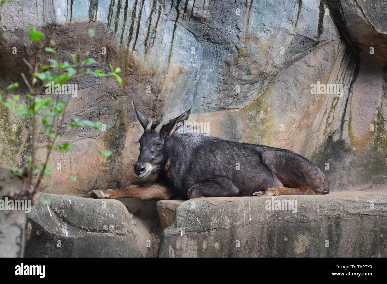 Chinese Serow (Capricornis milneedwardsii) on Cliff Stock Photo - Alamy