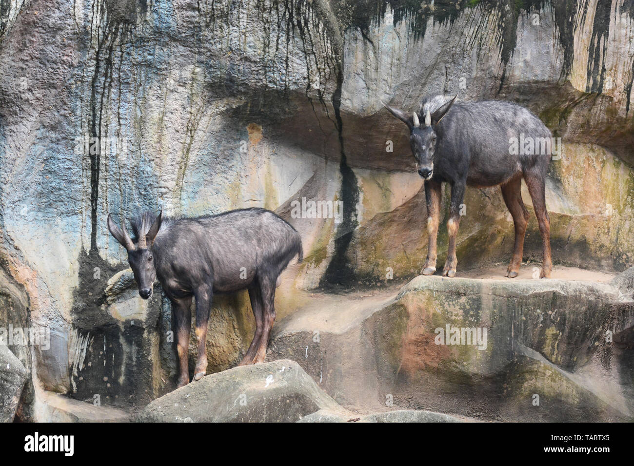 Chinese serow hi-res stock photography and images - Alamy
