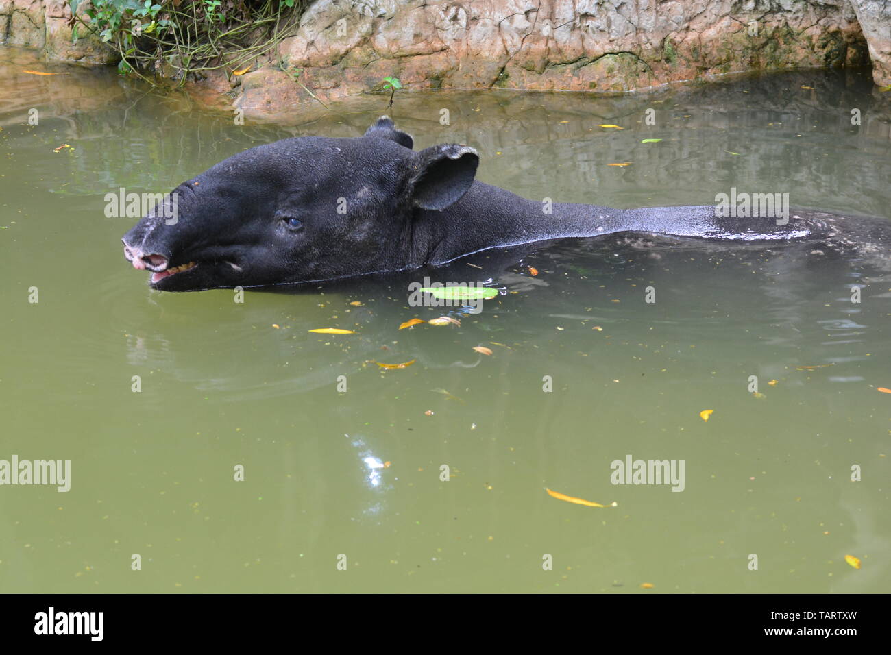 Malayan tapir water hi-res stock photography and images - Alamy