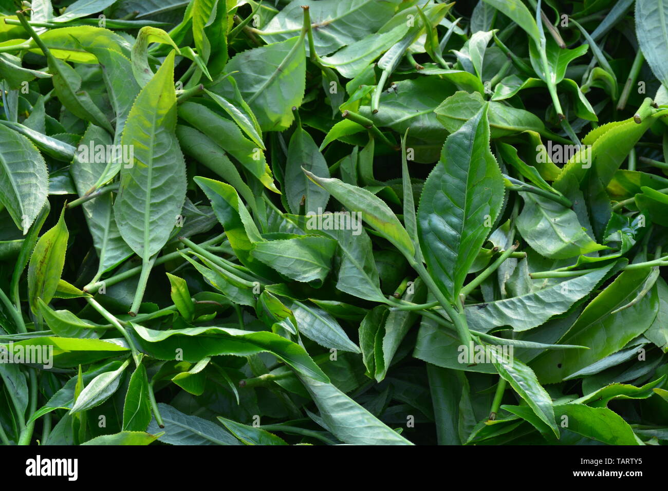 Tea production starts with plucking. Plucking requires a defined bud ...