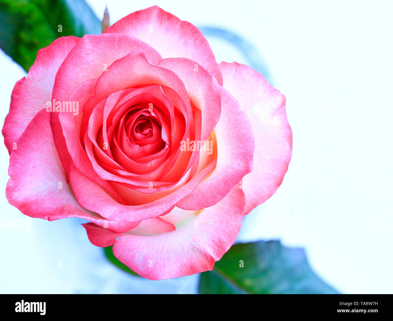 A beautiful blooming flower of scarlet rose with green leaves in a blur ...