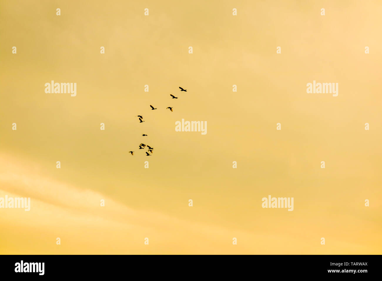 birds flying to home on sunset sky soft cloud background Stock Photo ...