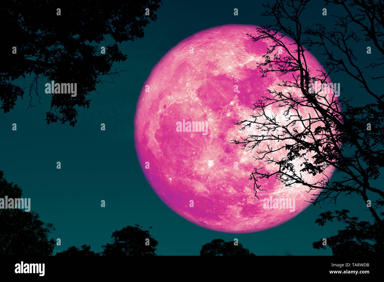 full crust moon back on silhouette plant and trees on night sky ...
