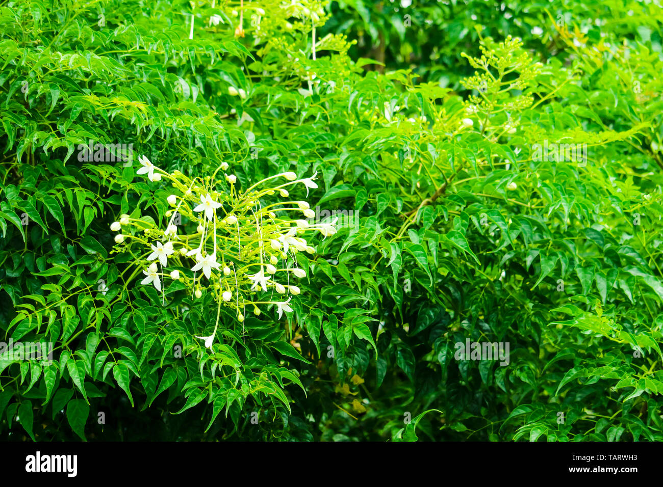 Millingtonia hortensis is a tree about 15 meters high, with a horn ...