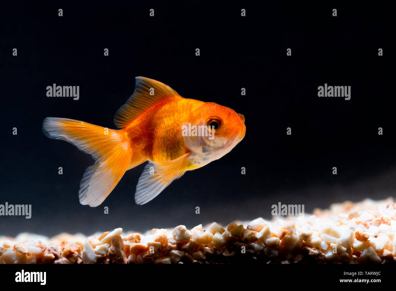 Gold fish or goldfish floating swimming underwater in fresh aquarium ...