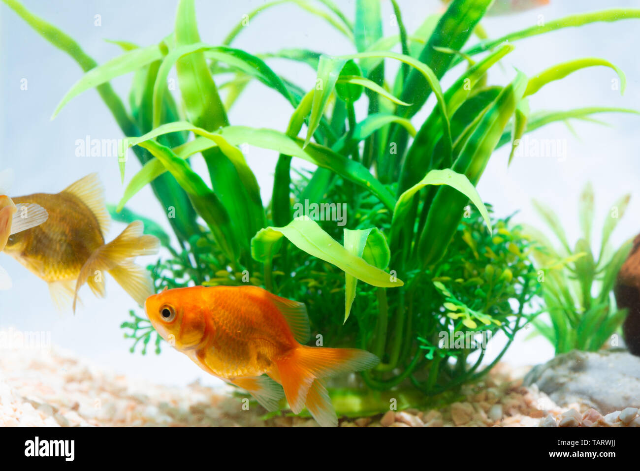 Gold fish or goldfish floating swimming underwater in fresh aquarium ...