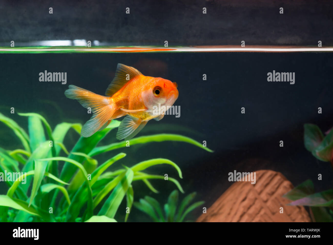 Gold fish or goldfish floating swimming underwater in fresh aquarium ...