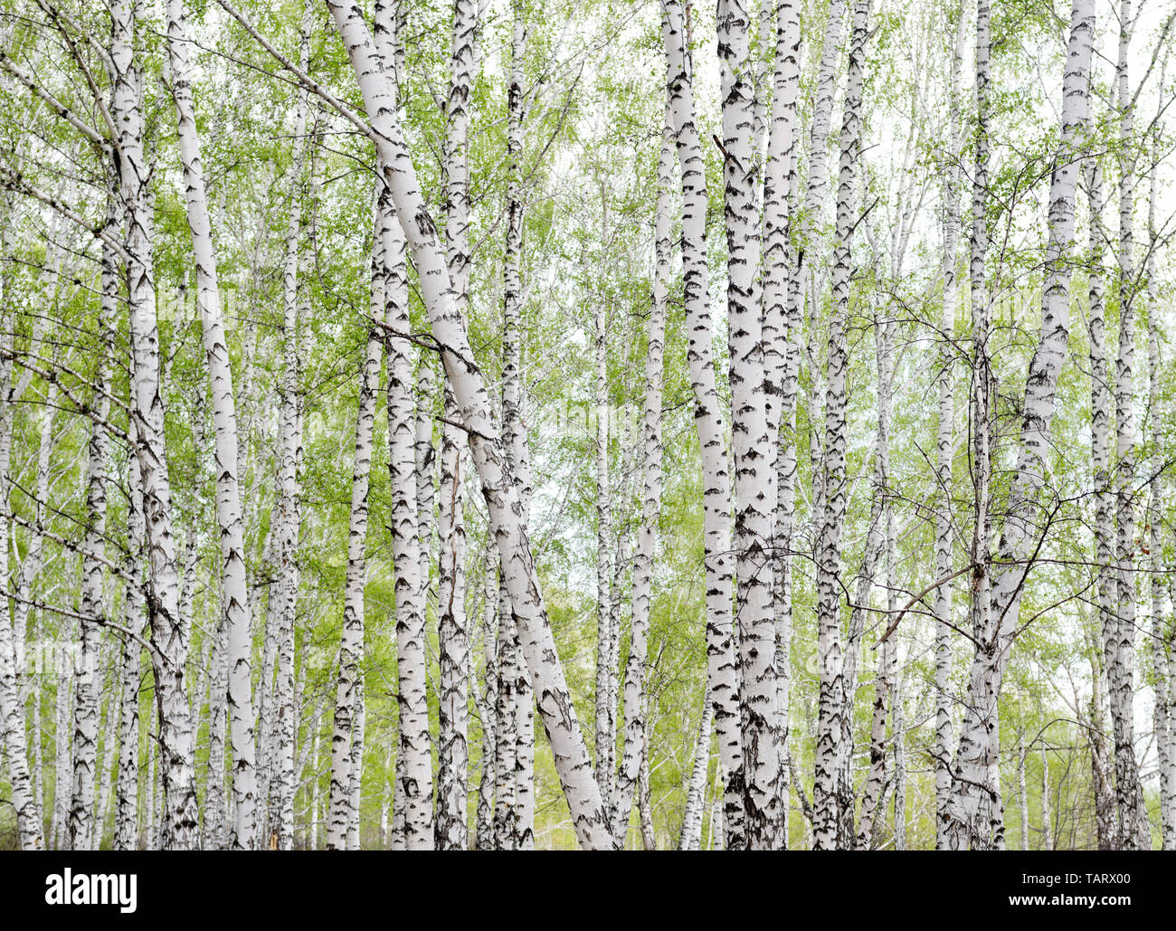 Summer birch background Stock Photo - Alamy