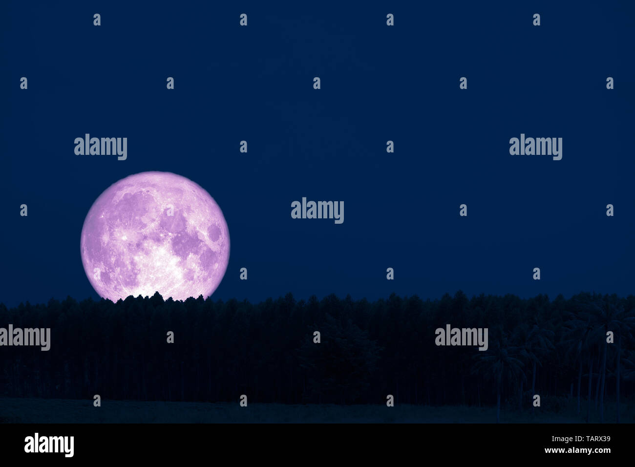 Full moon dusk pine hi-res stock photography and images - Alamy