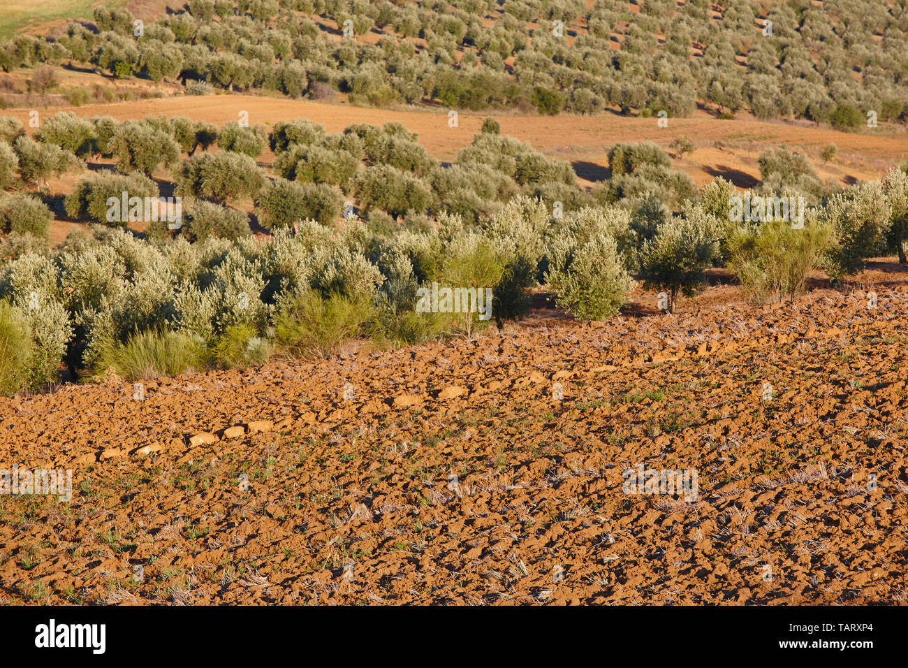 Olive tree fields in Toledo. Spanish agricultural harvest landscape ...
