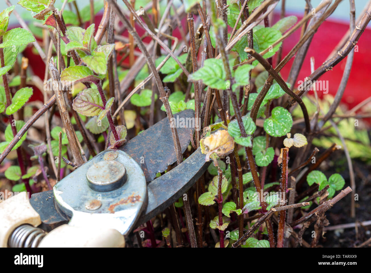 Dead plant prune hi-res stock photography and images - Alamy