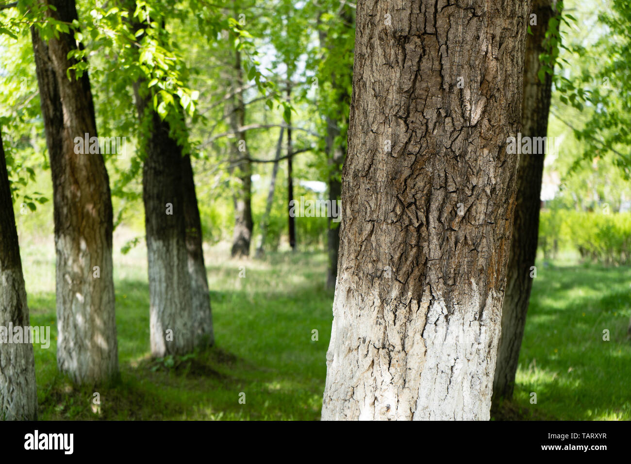 Whitewashing tree trunks hi-res stock photography and images - Alamy