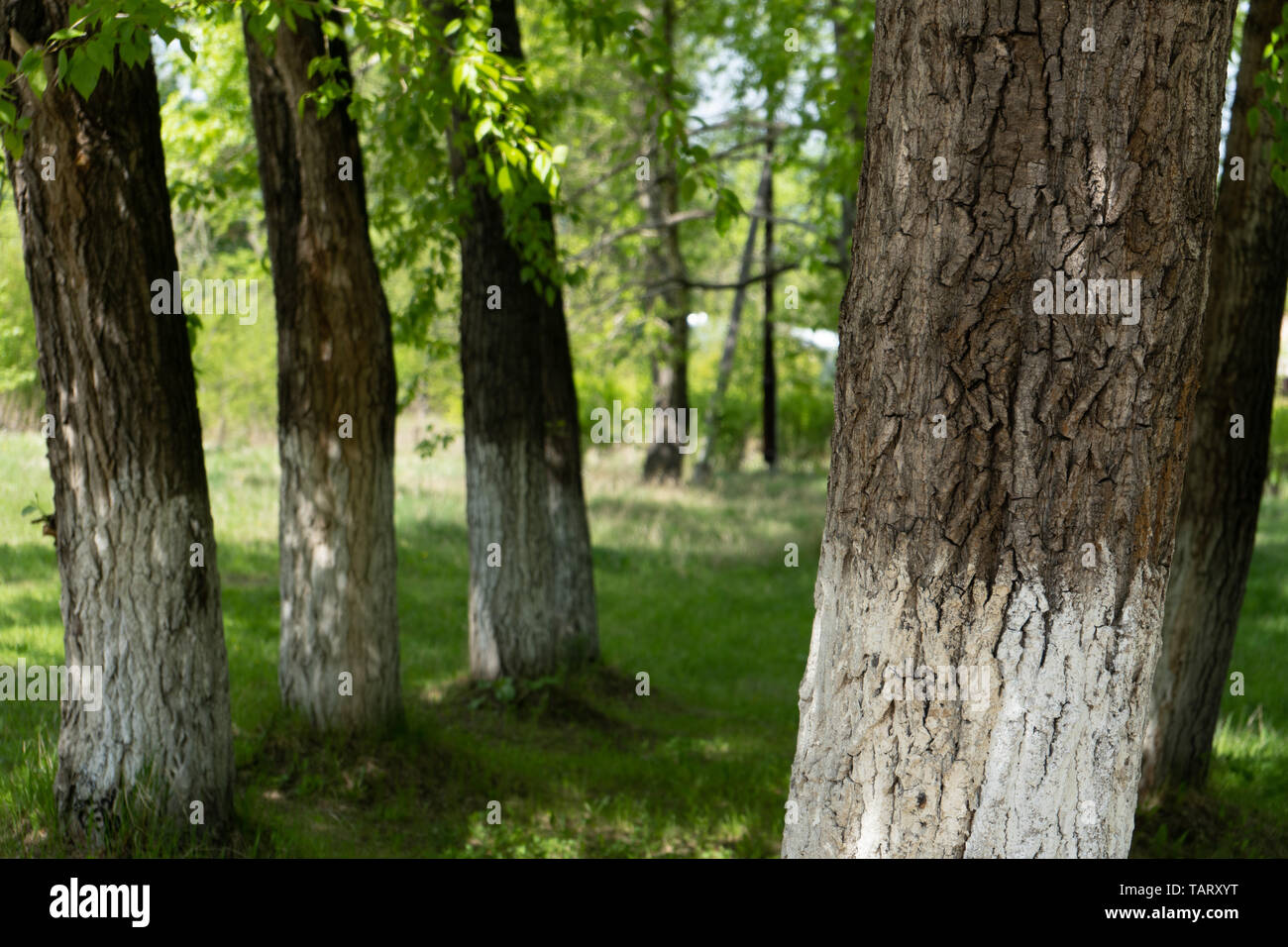Whitewashing tree trunks hi-res stock photography and images - Alamy